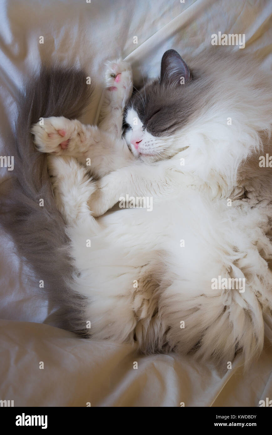 Sleeping Ragdoll cat lying on an open bed in UK Stock Photo - Alamy