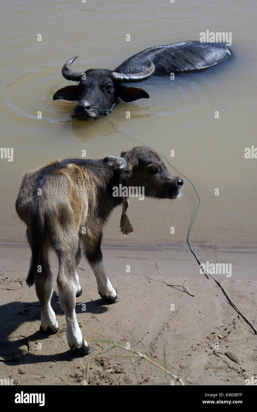 Big coq and calf in the river Stock Photo - Alamy