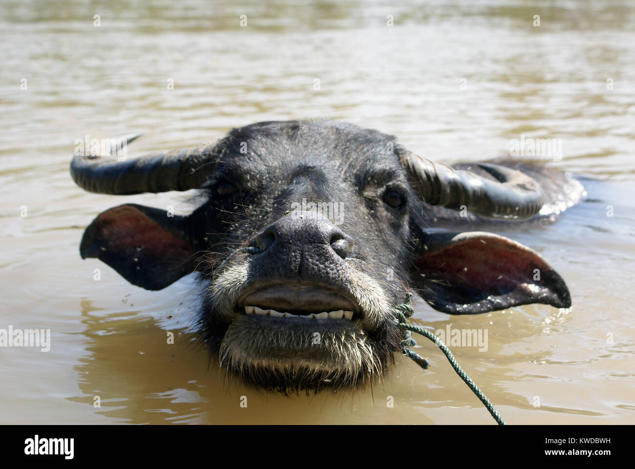 Mekong river animals hi-res stock photography and images - Alamy