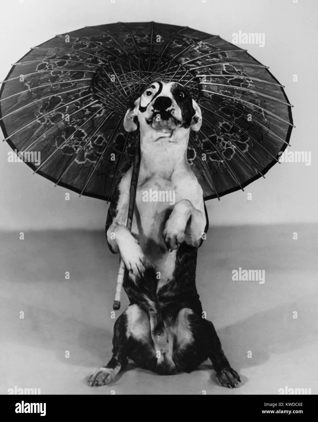 Pete the Pup, 1920s Stock Photo - Alamy