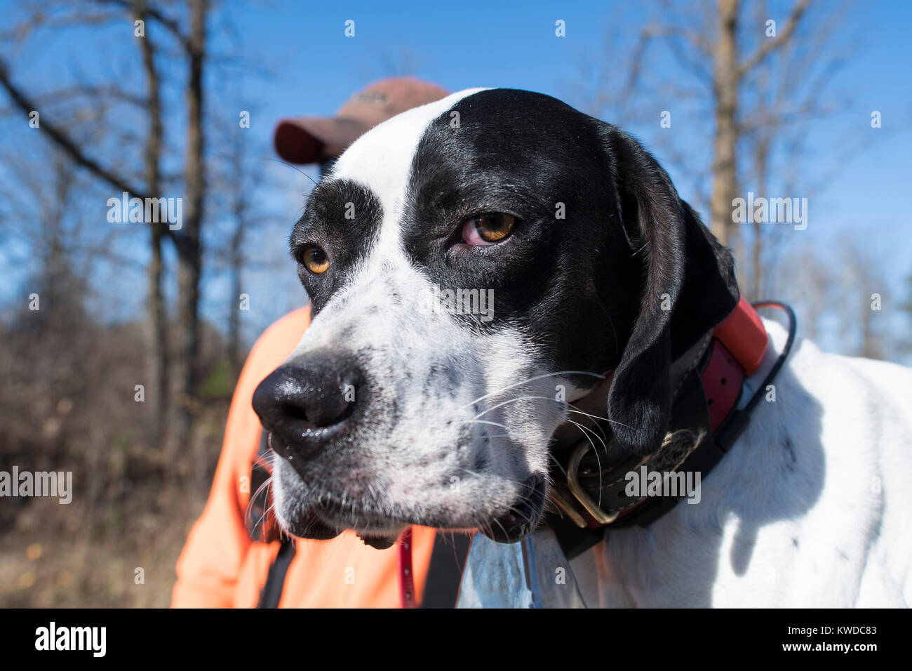 A hunter and his English Pointer while grouse hunting Stock Photo - Alamy