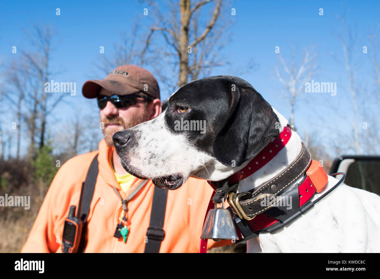 English Pointer Stock Photos & English Pointer Stock Images - Alamy
