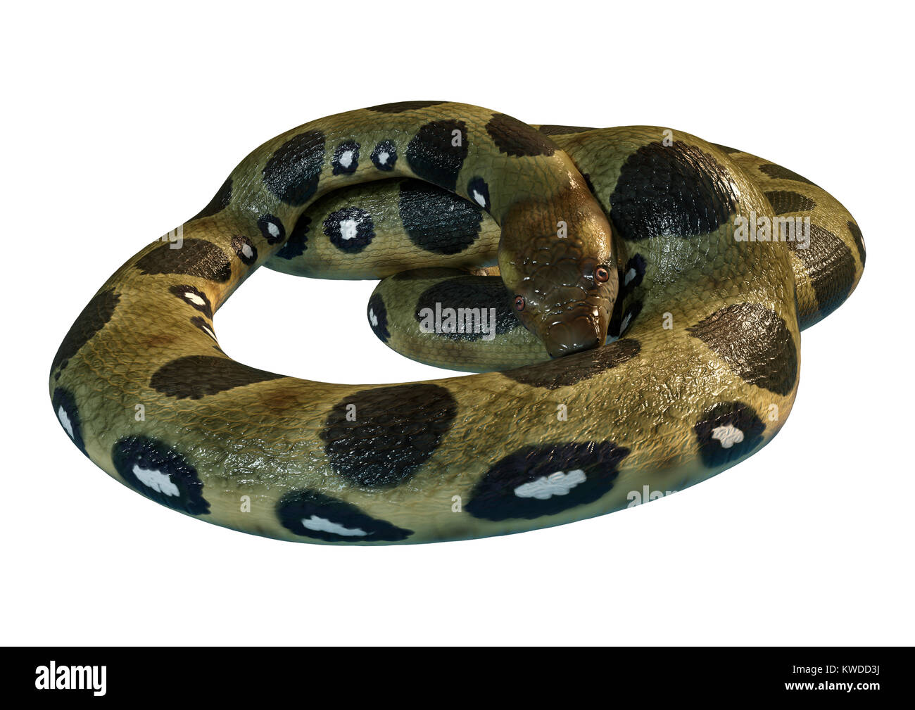 3D rendering of a green anaconda or Eunectes murinus or common anaconda ...