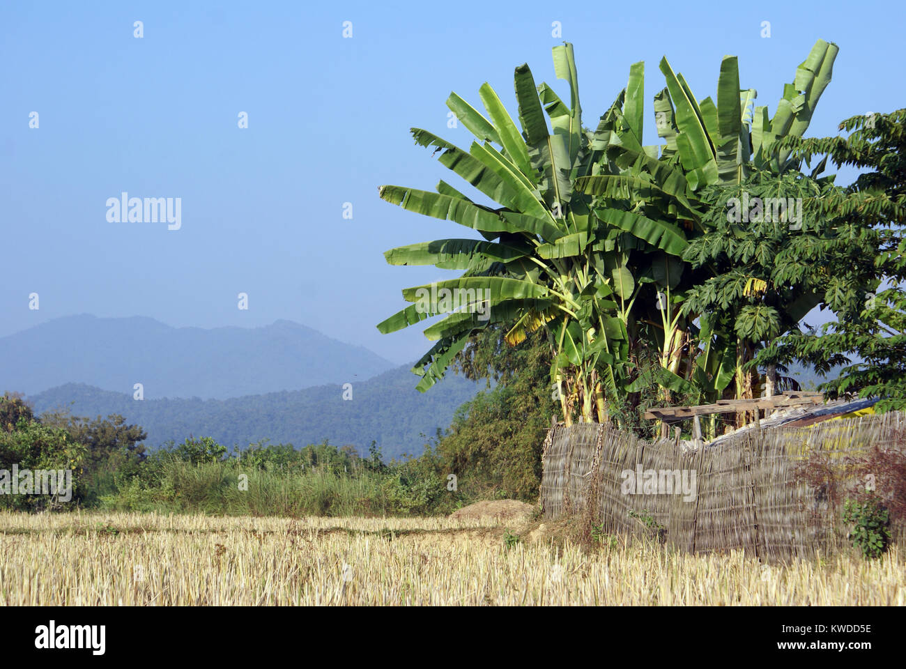 Non indigenous tree hi-res stock photography and images - Alamy