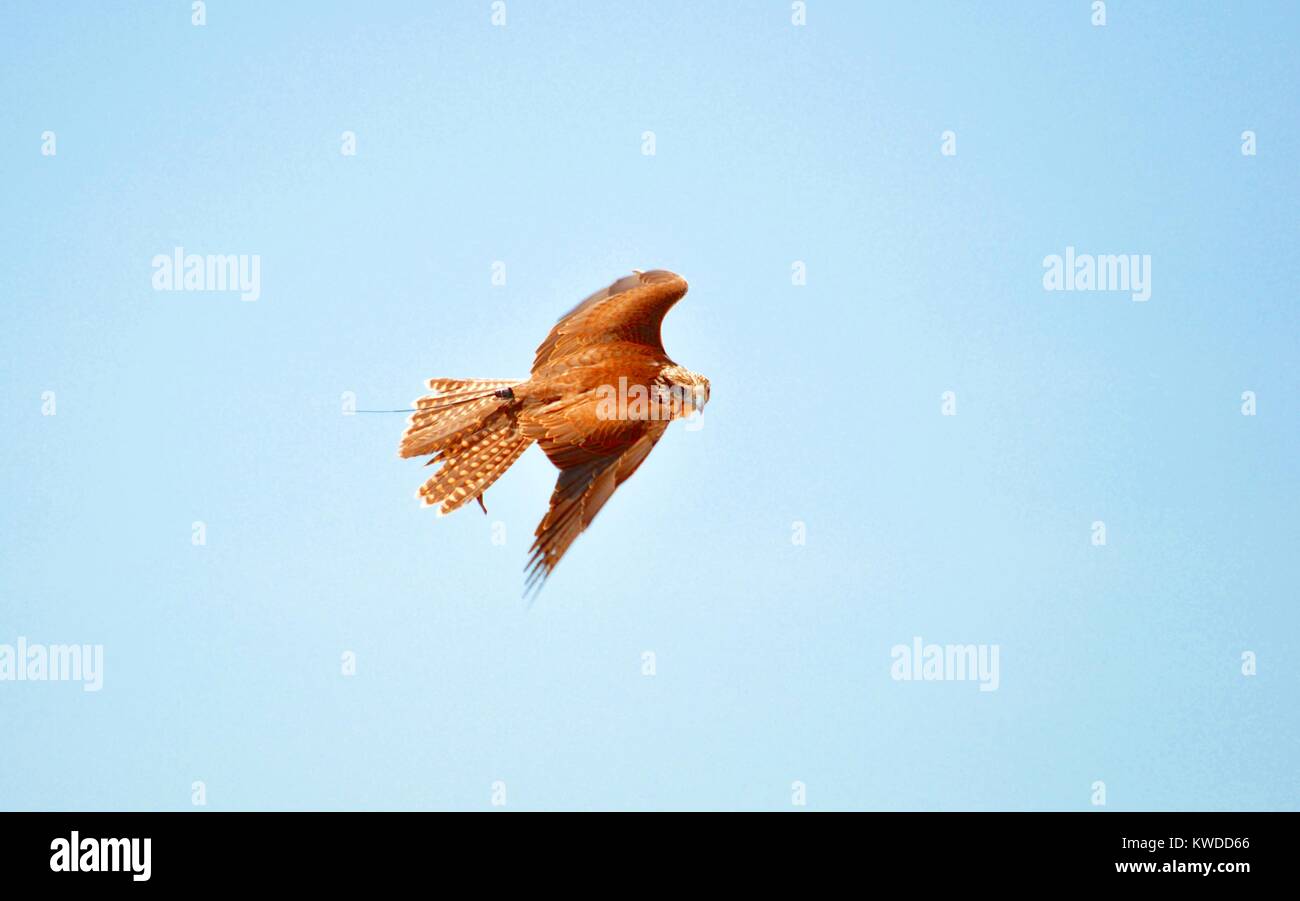 Saker Falcon or Peregrine Falcon Flying isolated on the blue sky during ...