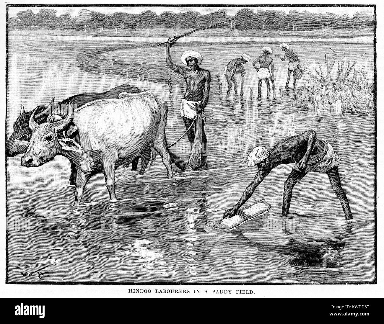 Bengal famine hi-res stock photography and images - Alamy