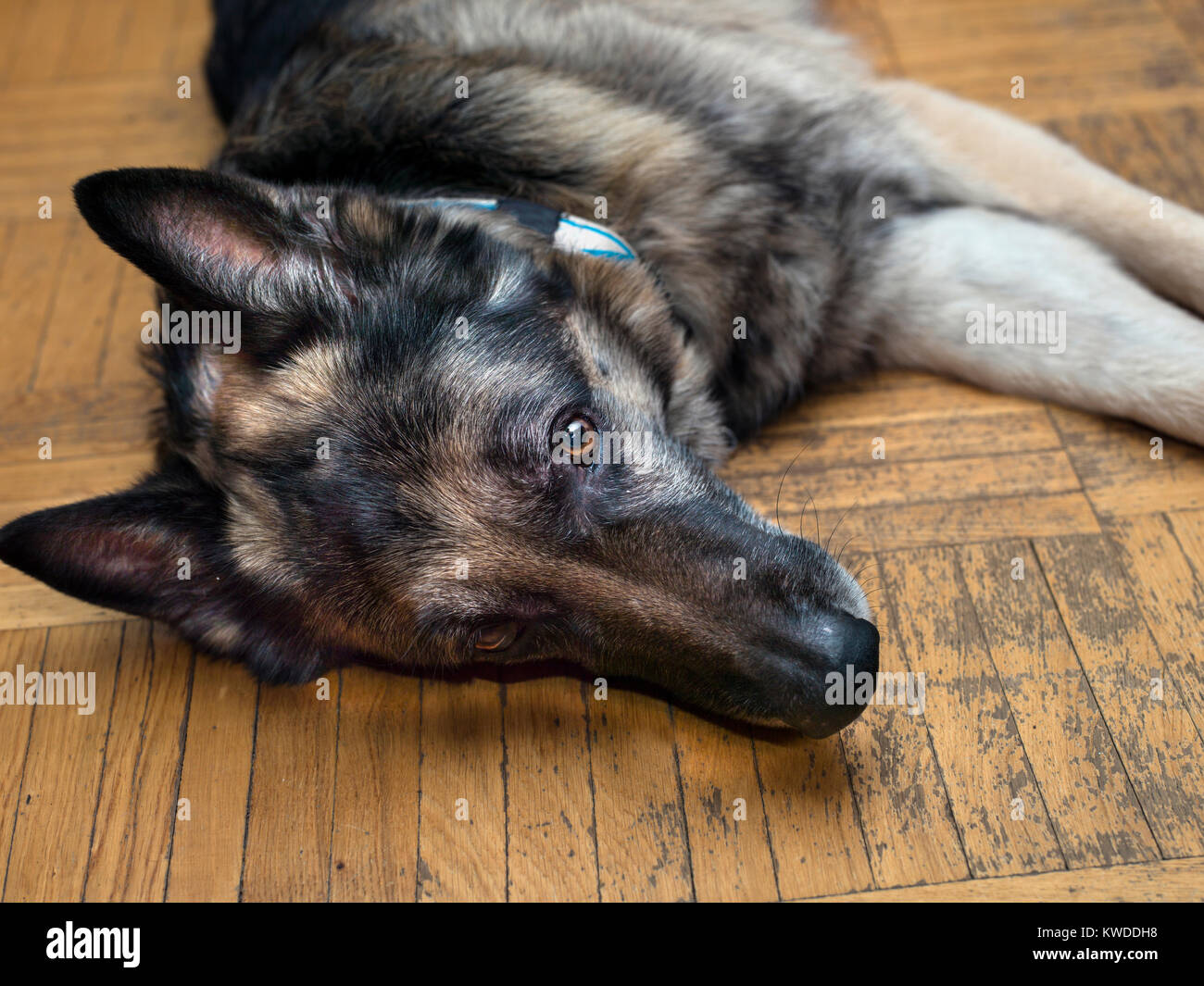 Carefree lazy hi-res stock photography and images - Alamy
