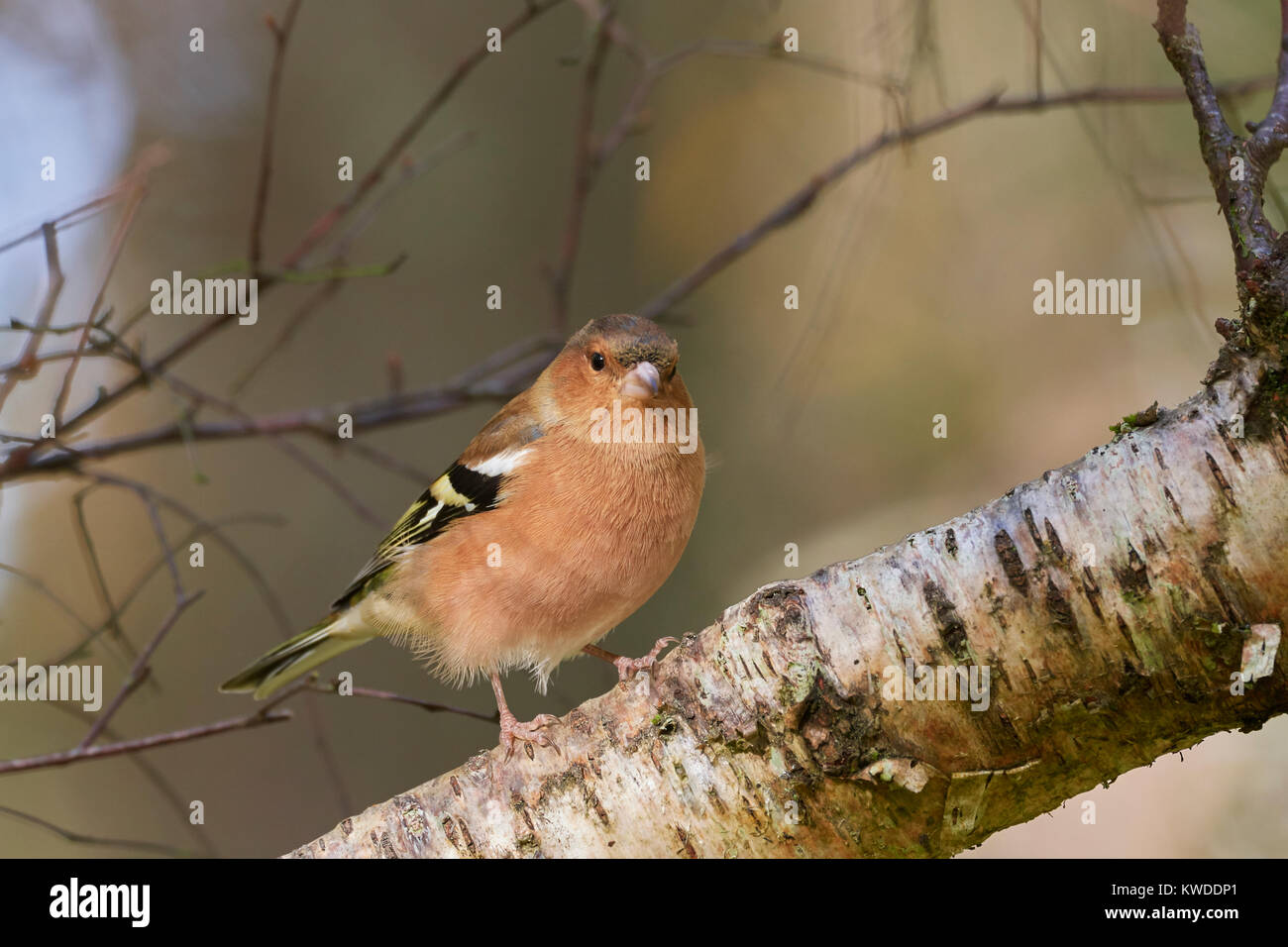 Common Chaffinch male , Fringilla coelebs, in birch woodland, Glenmore ...