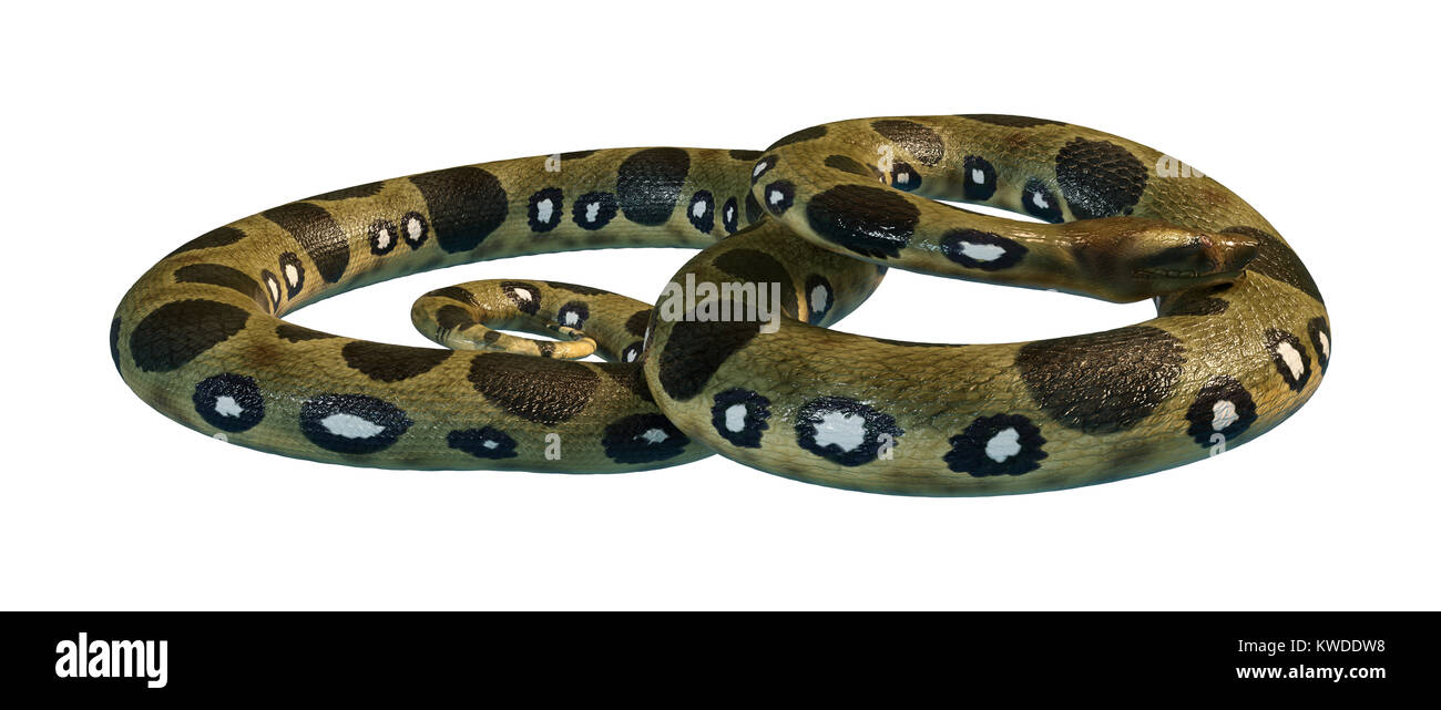 3D rendering of a green anaconda or Eunectes murinus or common anaconda ...