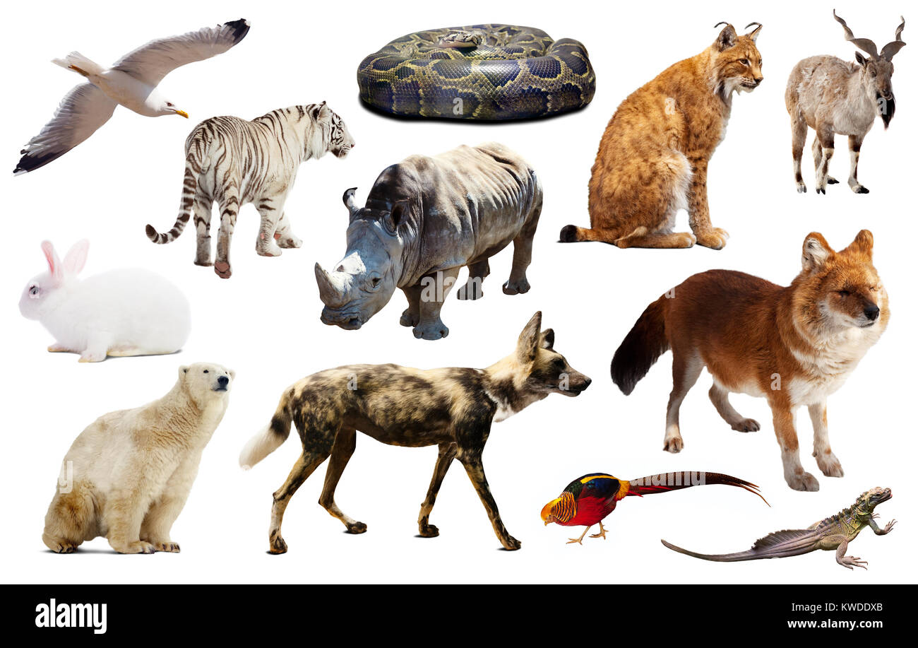 assortment of many kind of asian wild birds, reptiles and animals on ...