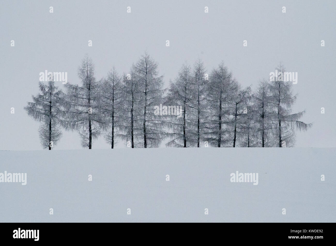 Some symmetry trees in the middle of winter field Stock Photo - Alamy