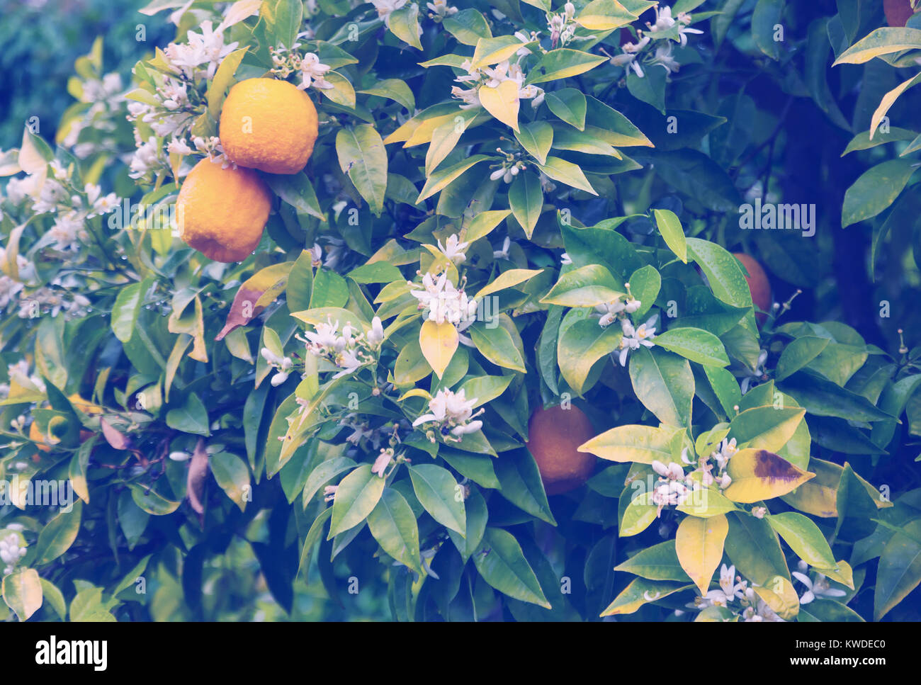 Close up on ripe orange fruit growing in garden Stock Photo - Alamy