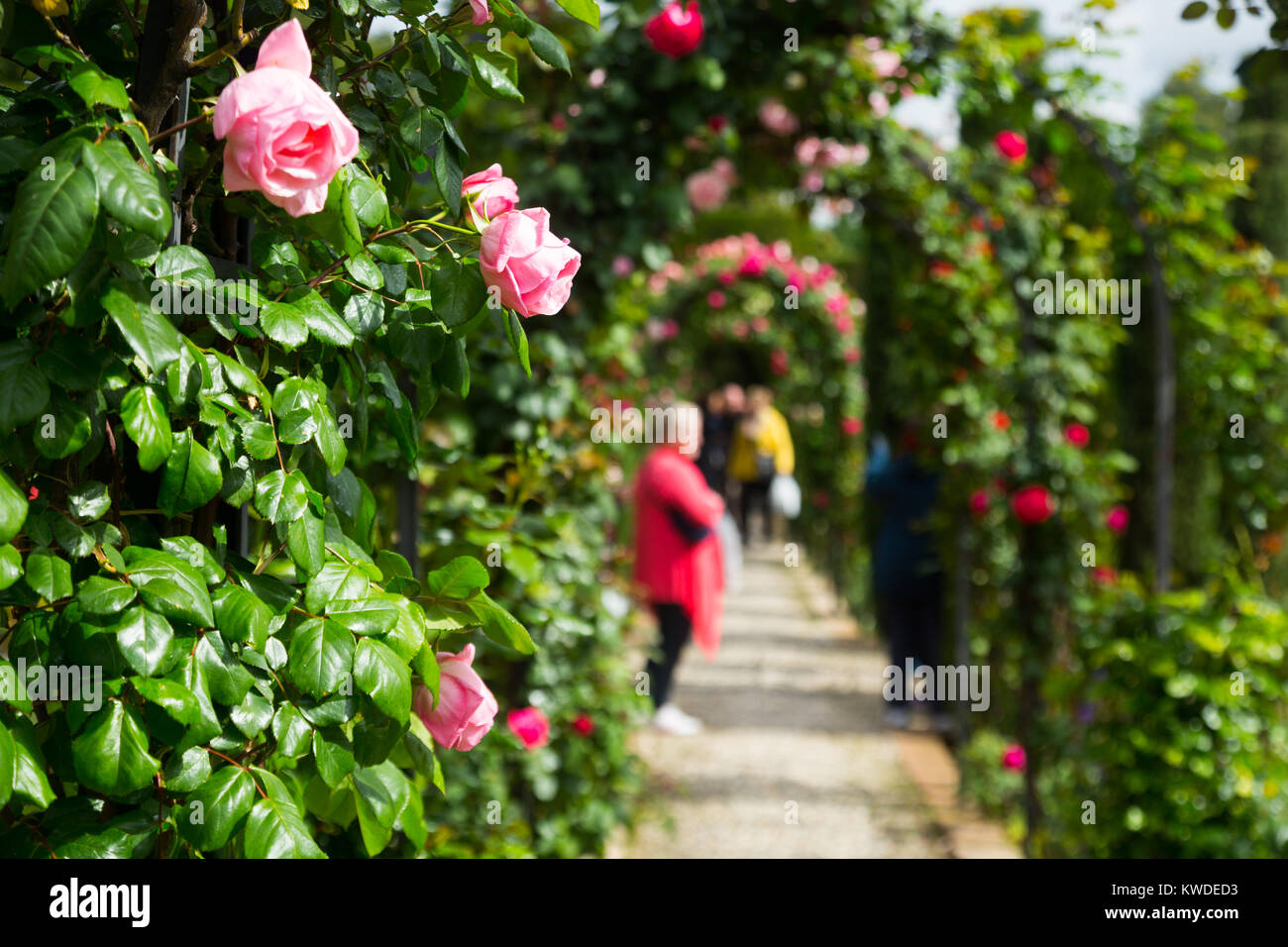 Alhambra garden roses hi-res stock photography and images - Alamy