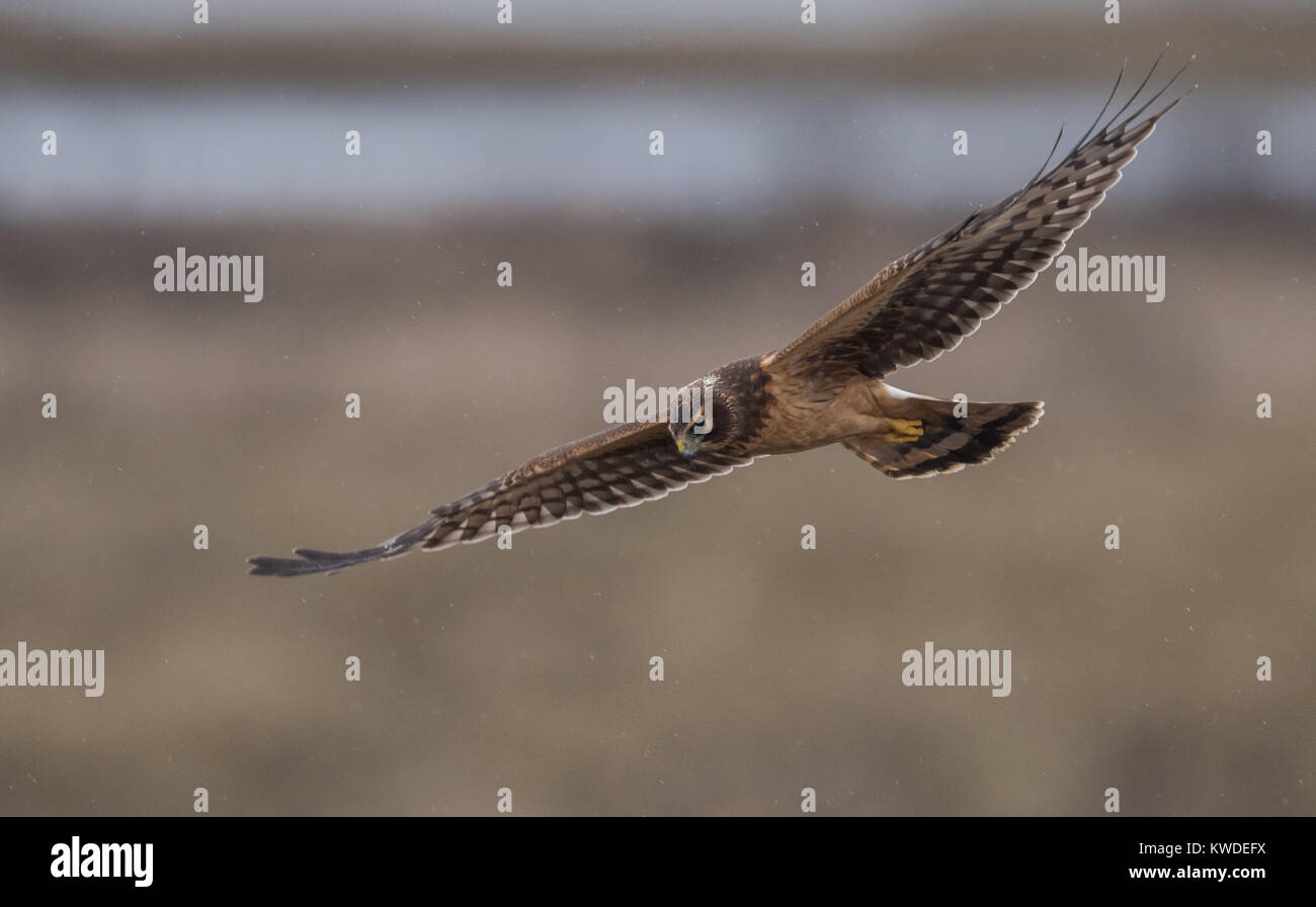 Female northern harrier hi-res stock photography and images - Alamy