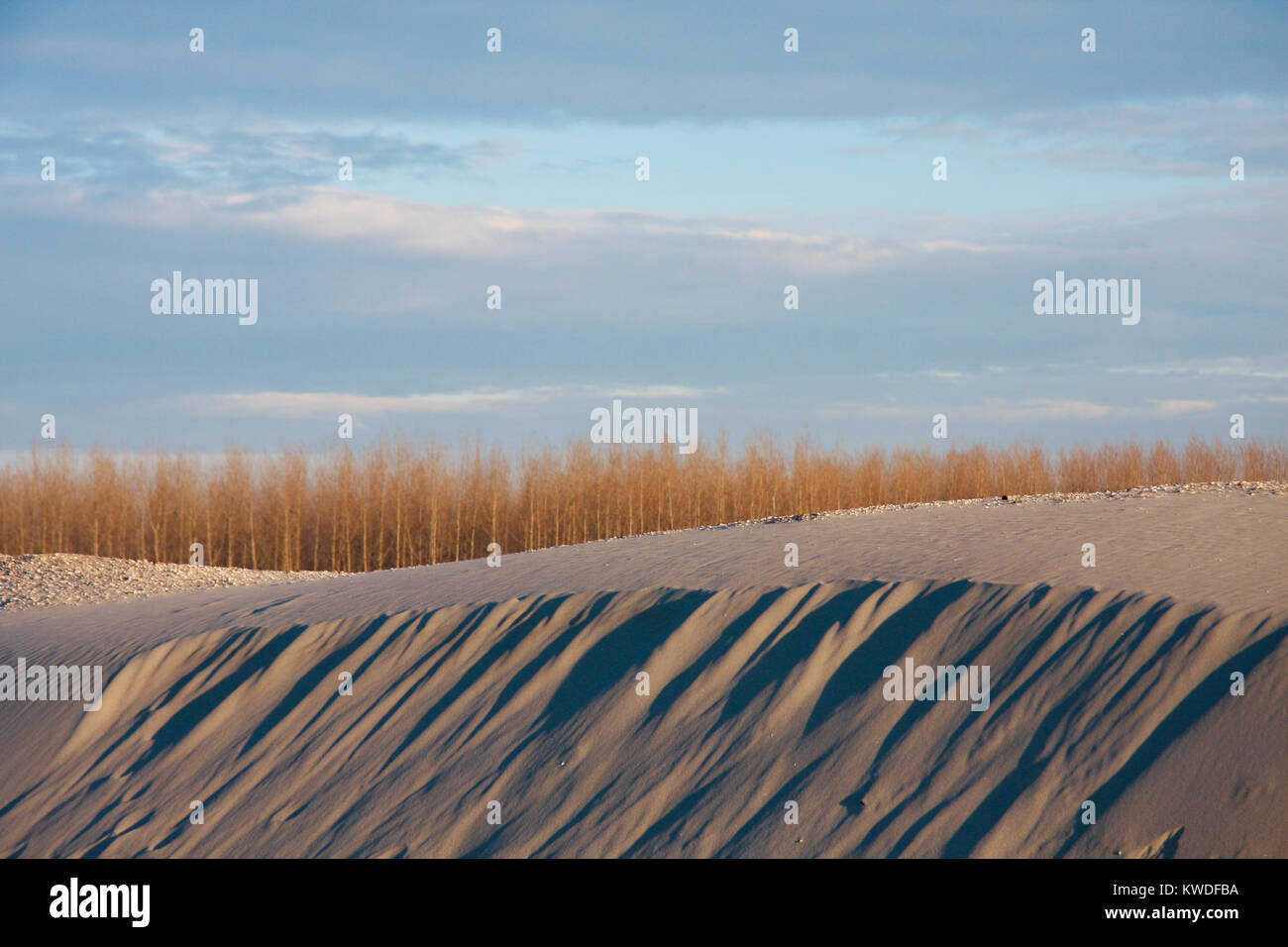 dune sand with trees and sky background Stock Photo - Alamy