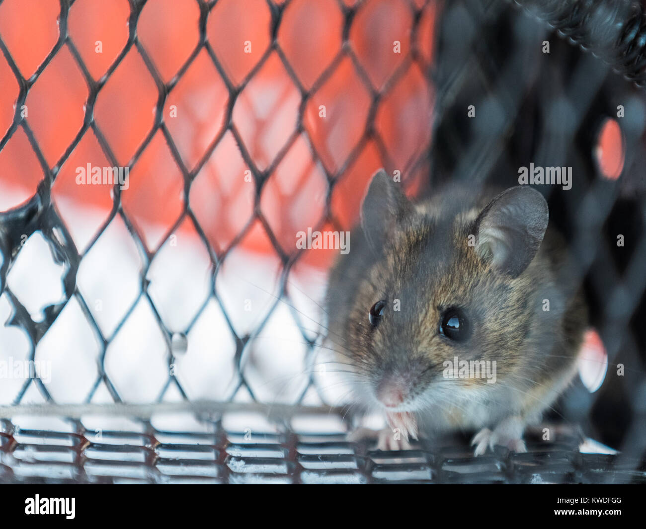 A frightened mouse inside a live catch trap Stock Photo - Alamy