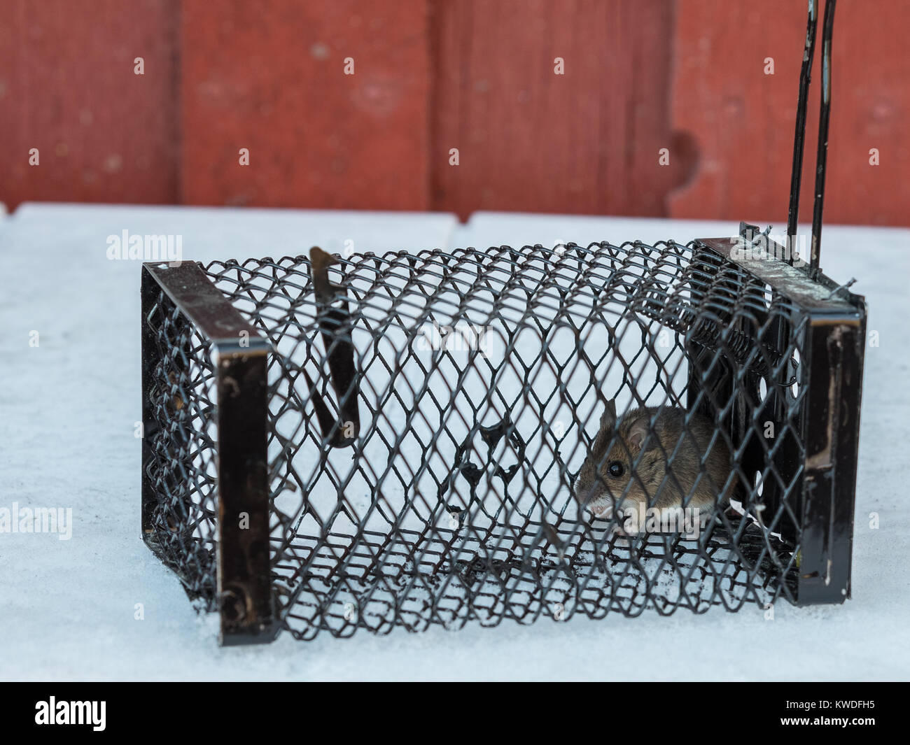A live catch trap with a wood mouse, Apodemus sylvaticus, inside ...