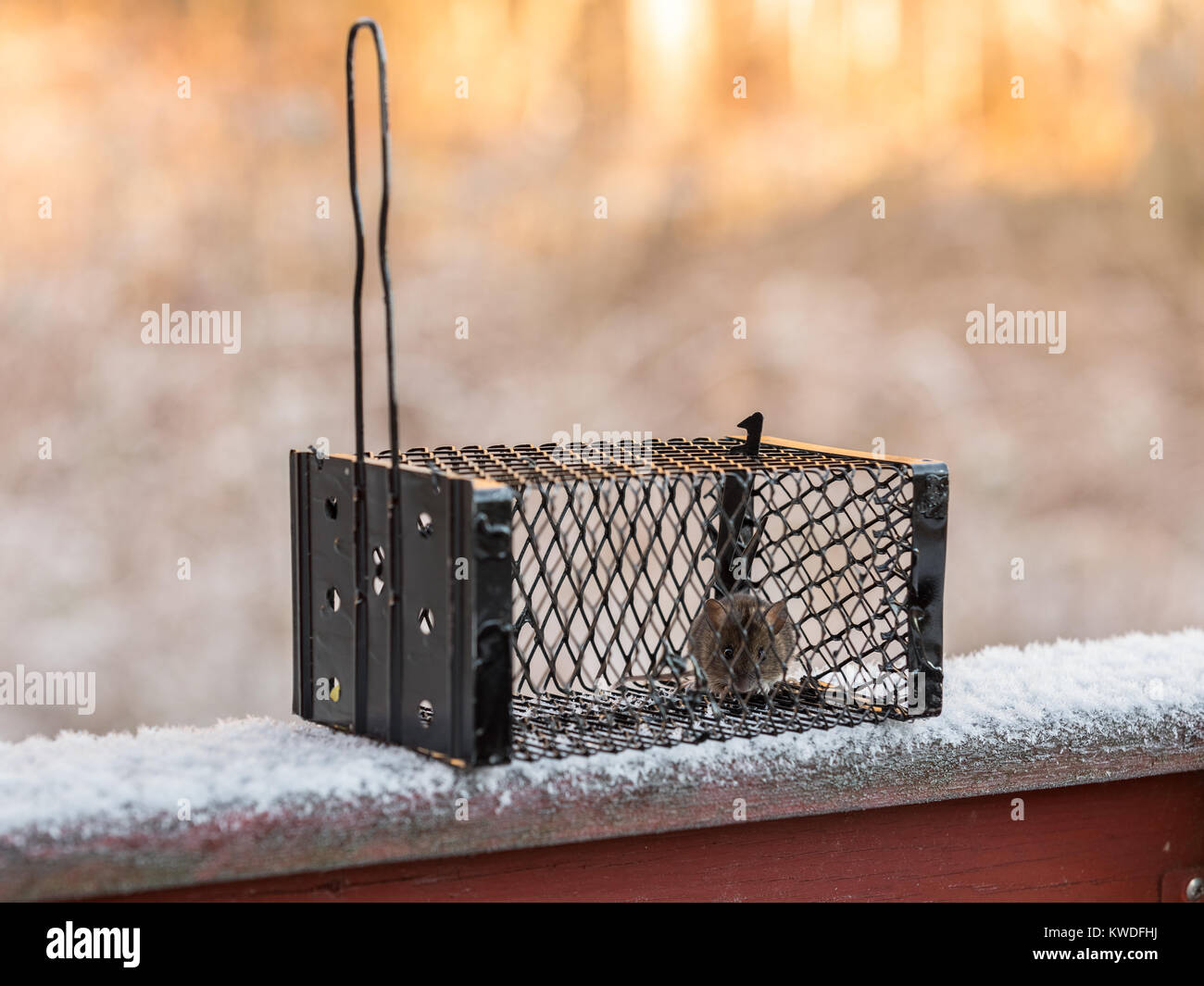 A Wood Mouse, Apodemus sylvaticus, in a live catch trap, standing ...