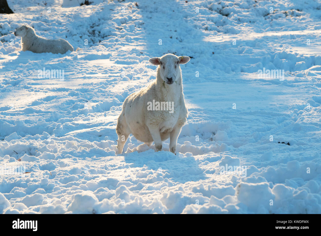 English countryside sheep fence hi-res stock photography and images - Alamy