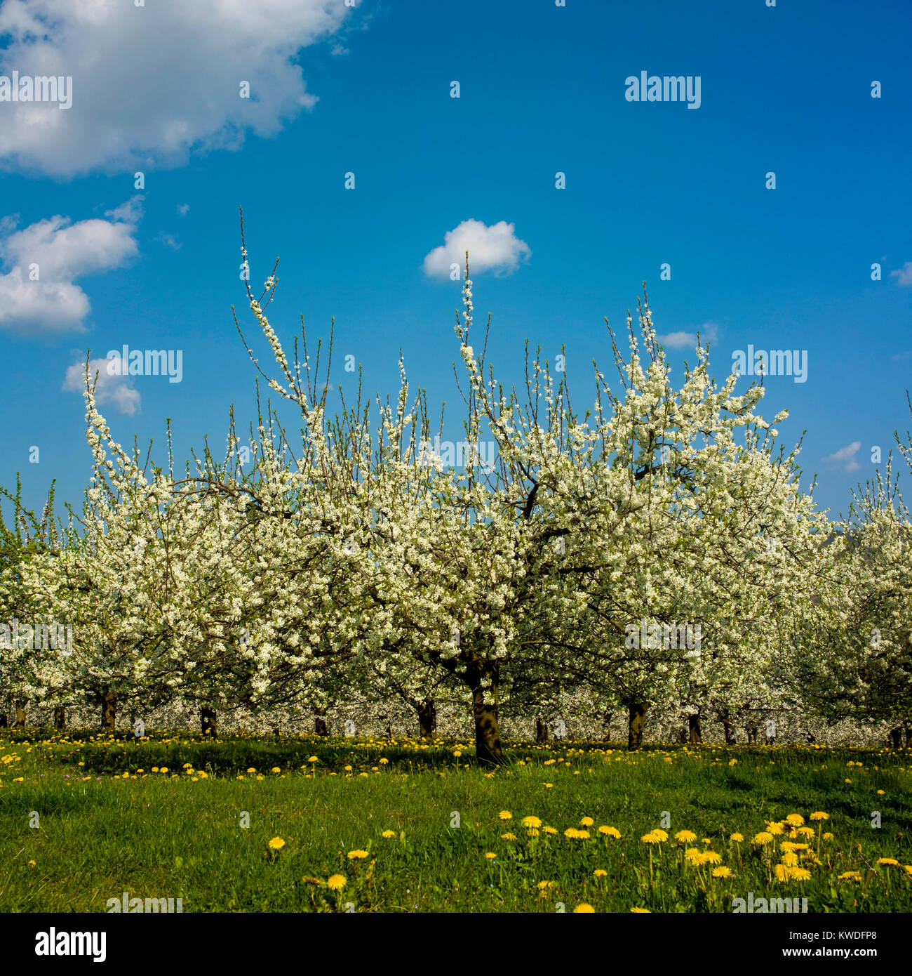 Orchard. Apples trees. Limagne. Puy de Dome. Auvergne. France Stock ...