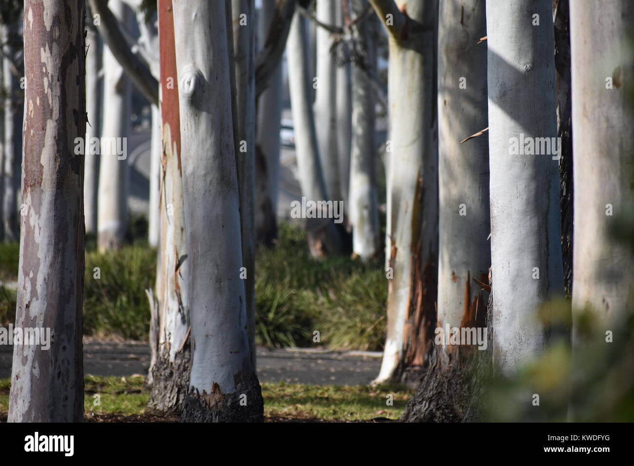 Looking through trees Stock Photo - Alamy