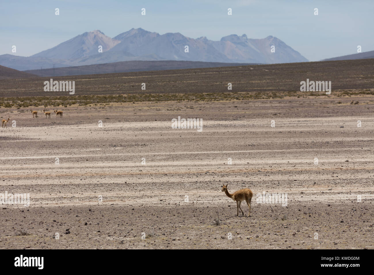 wild lama Vigogna in the Andes, Peru Stock Photo - Alamy