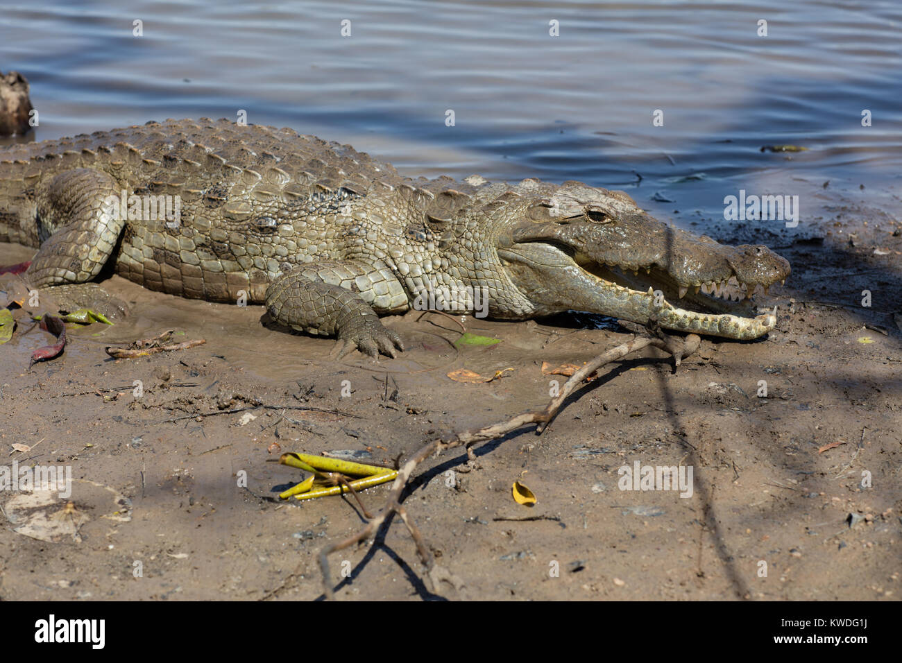 sacred crocodile in Sabou, Burkina Faso, Africa Stock Photo - Alamy