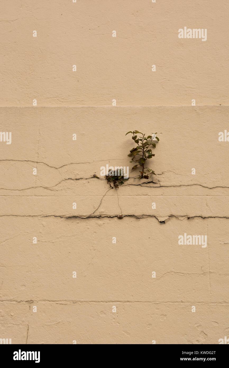 Wall cleft hi-res stock photography and images - Alamy