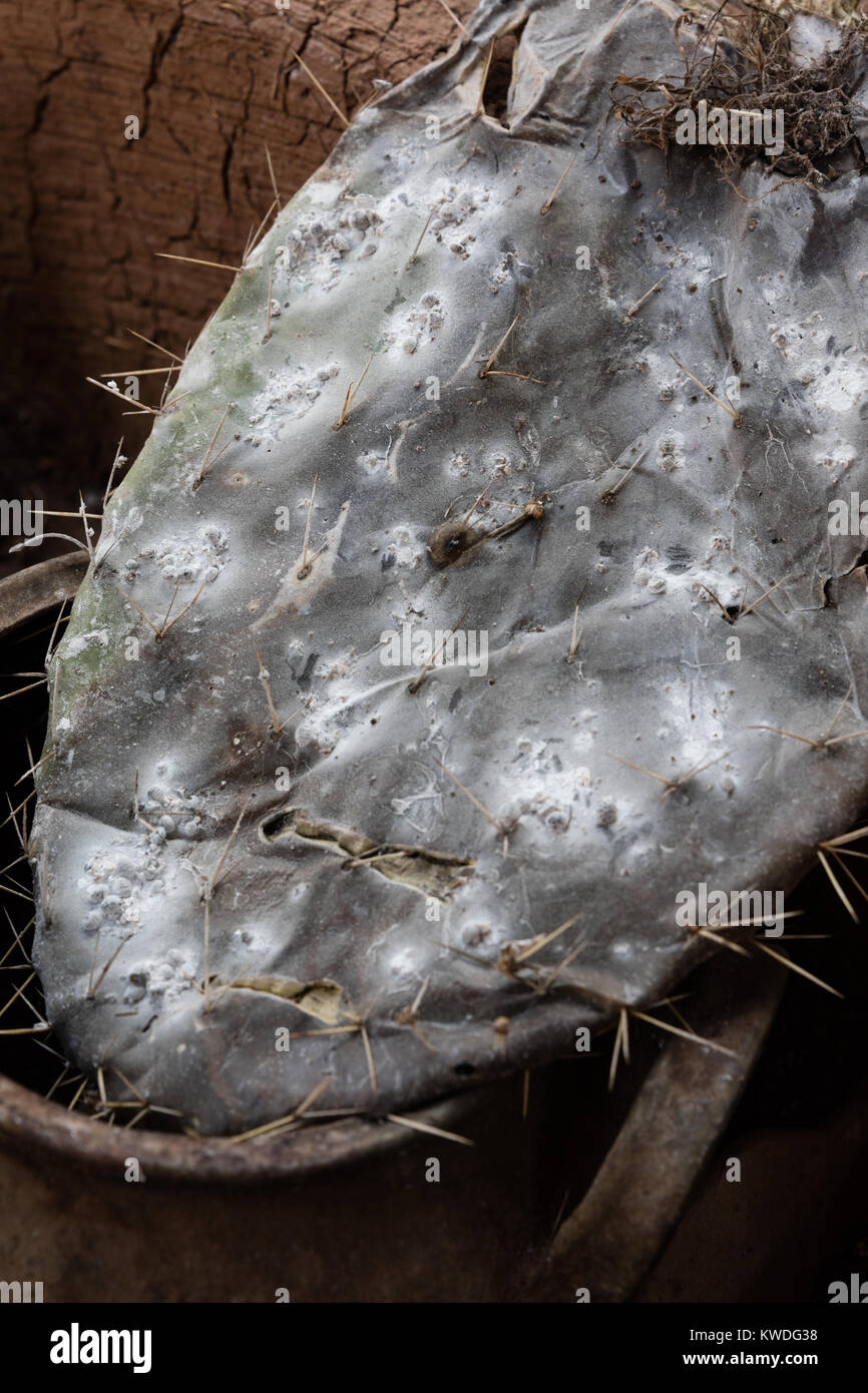 Cottony Cushion Scale, a parasite of cactus utilized as natural dye ...