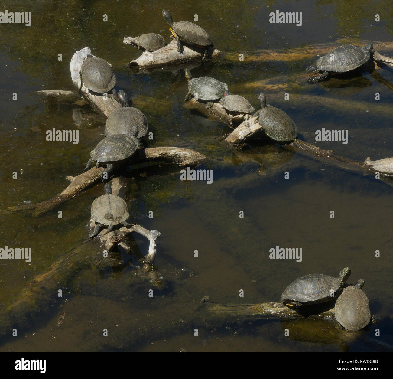 turtles basking in the sun Stock Photo - Alamy