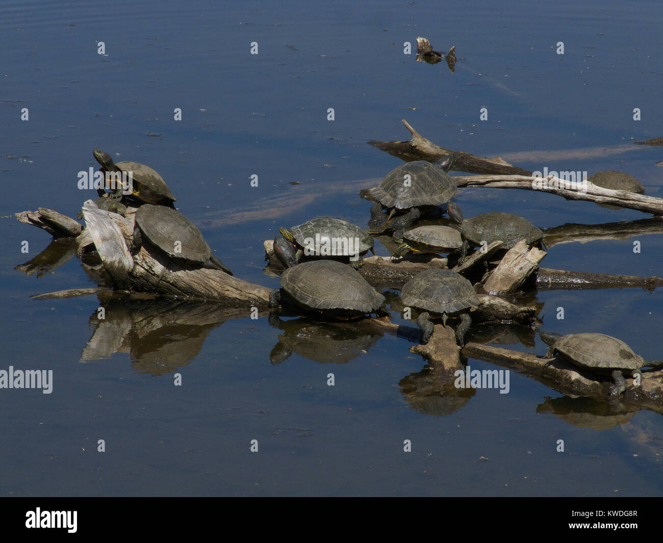 turtles basking in the sun Stock Photo - Alamy