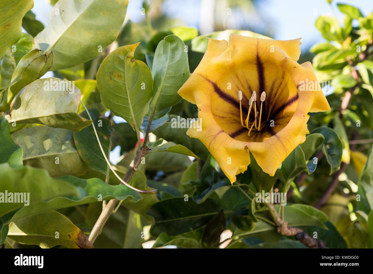 Flower and leaves of Solandra maxima, cup of gold vine, golden chalice ...