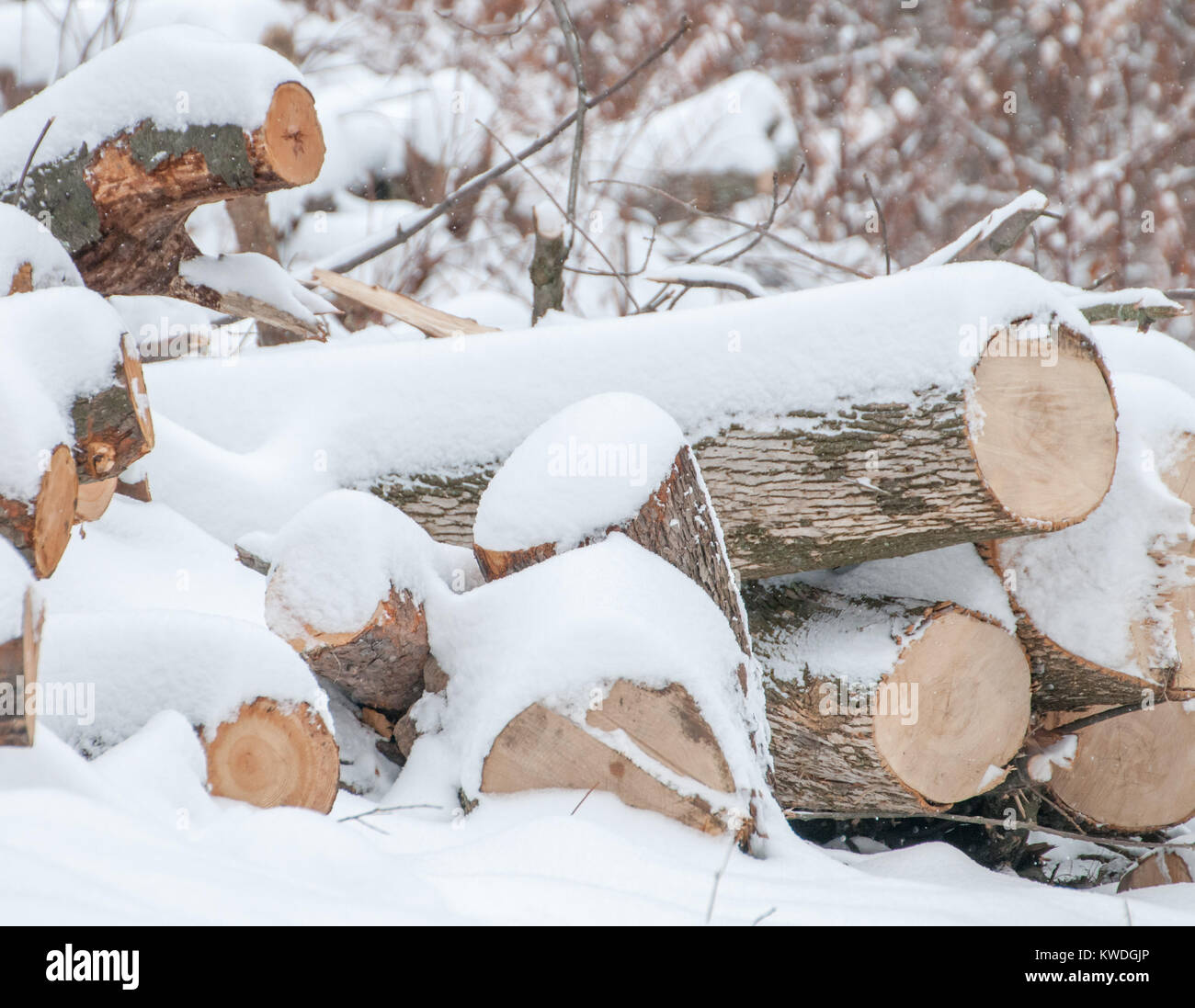 Snow covered logs in a pile in the woods Stock Photo - Alamy