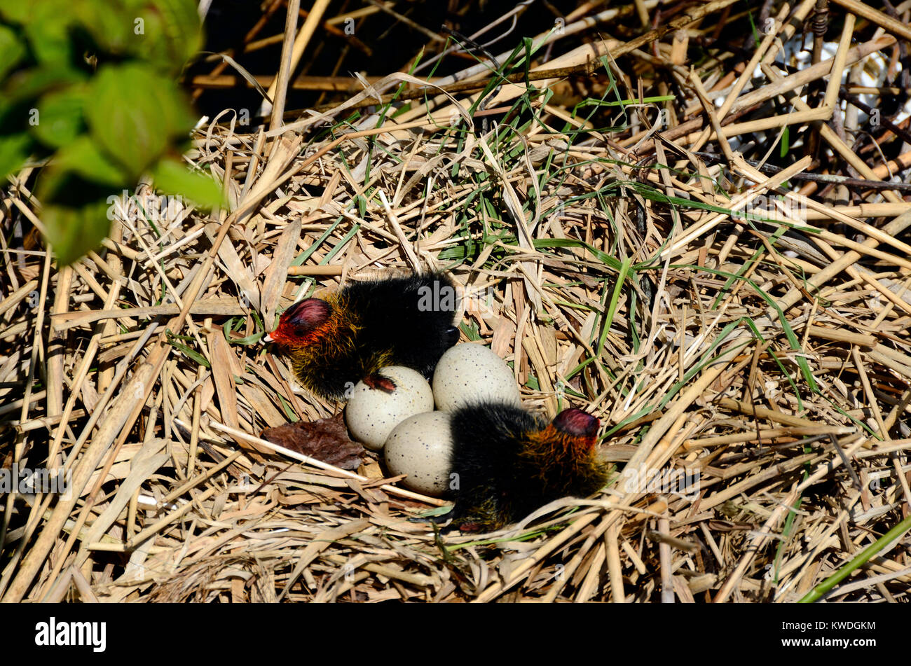 Black baby coots on nest and eggs Stock Photo - Alamy