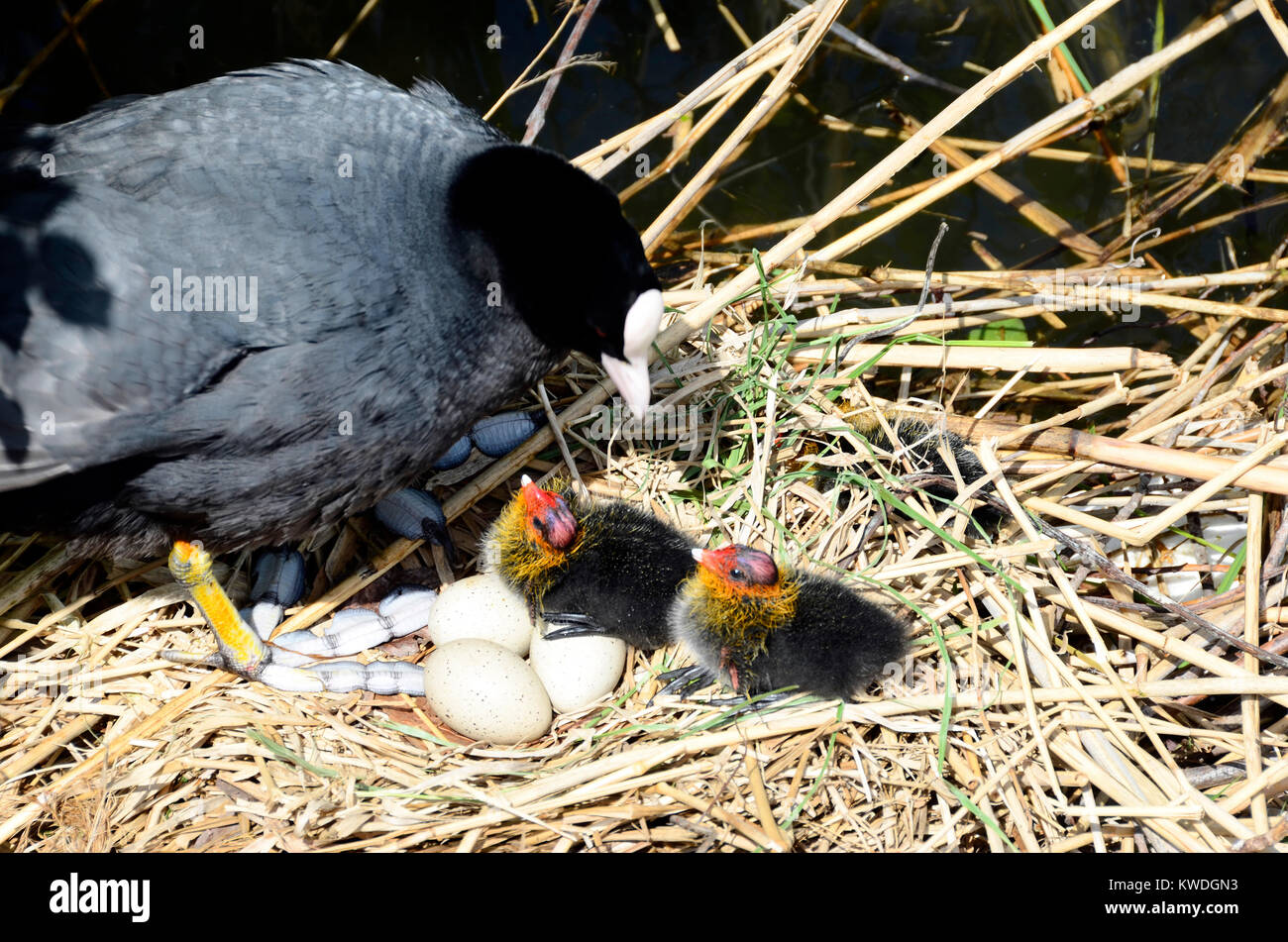 Close up of Black baby coots on nest and eggs Stock Photo - Alamy
