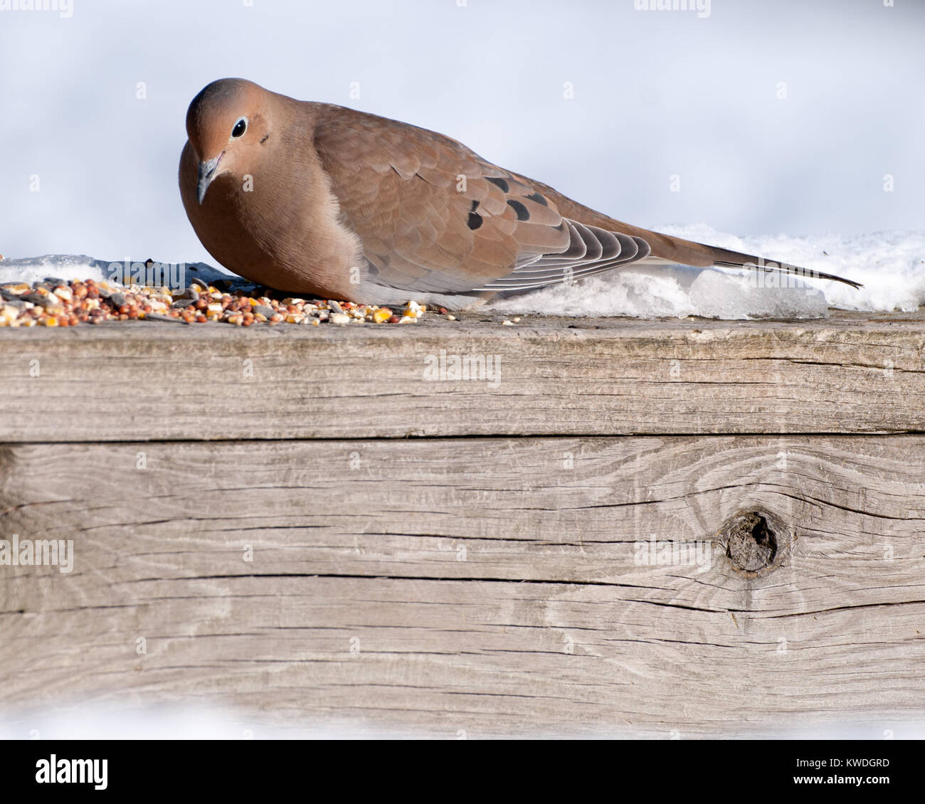 Mourning Dove perched on a railing with bird seed Stock Photo - Alamy