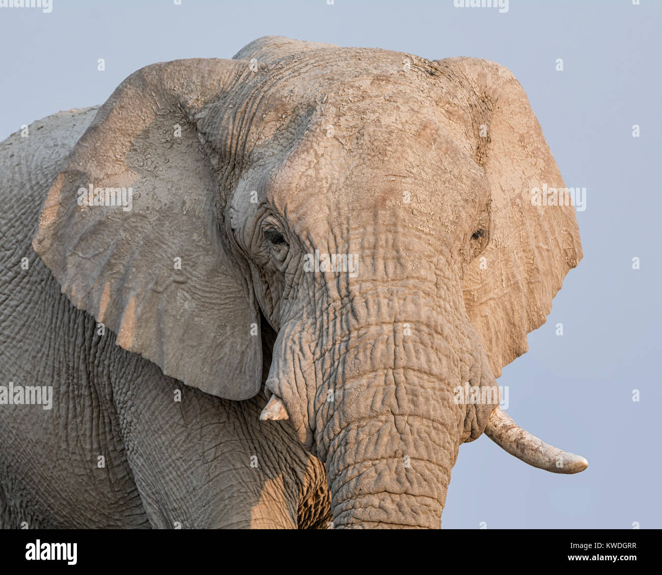 A close portrait of an African elephant's face Stock Photo - Alamy