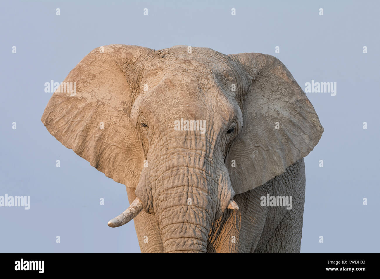 A close portrait of an African elephant's face Stock Photo - Alamy