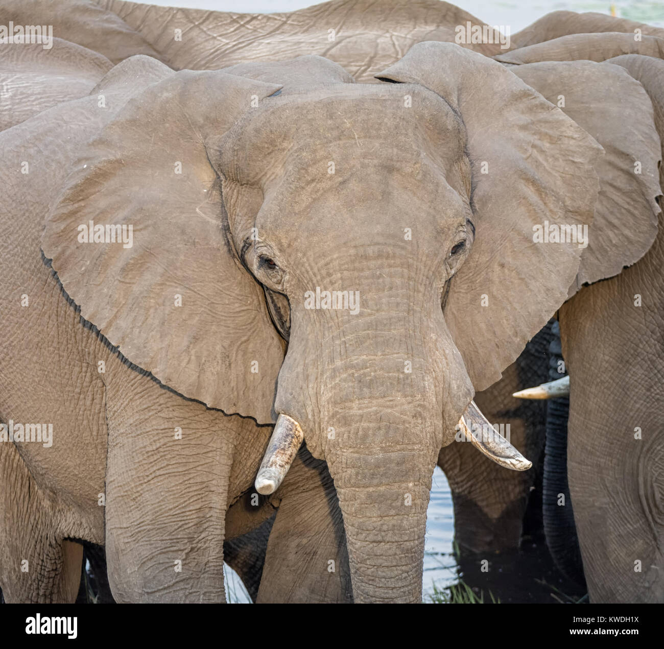 A close portrait of an African elephant's face Stock Photo - Alamy