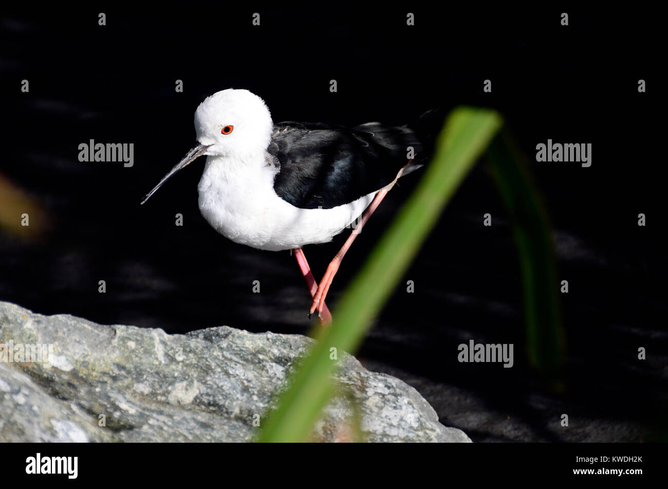 White stilt hi-res stock photography and images - Alamy