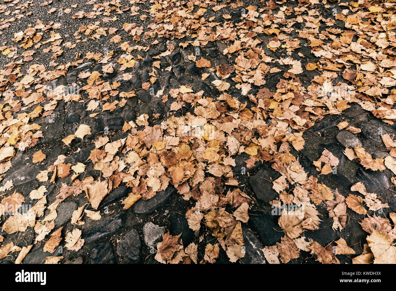 Autumn leaves. Trinity College. Dublin. Ireland Stock Photo - Alamy