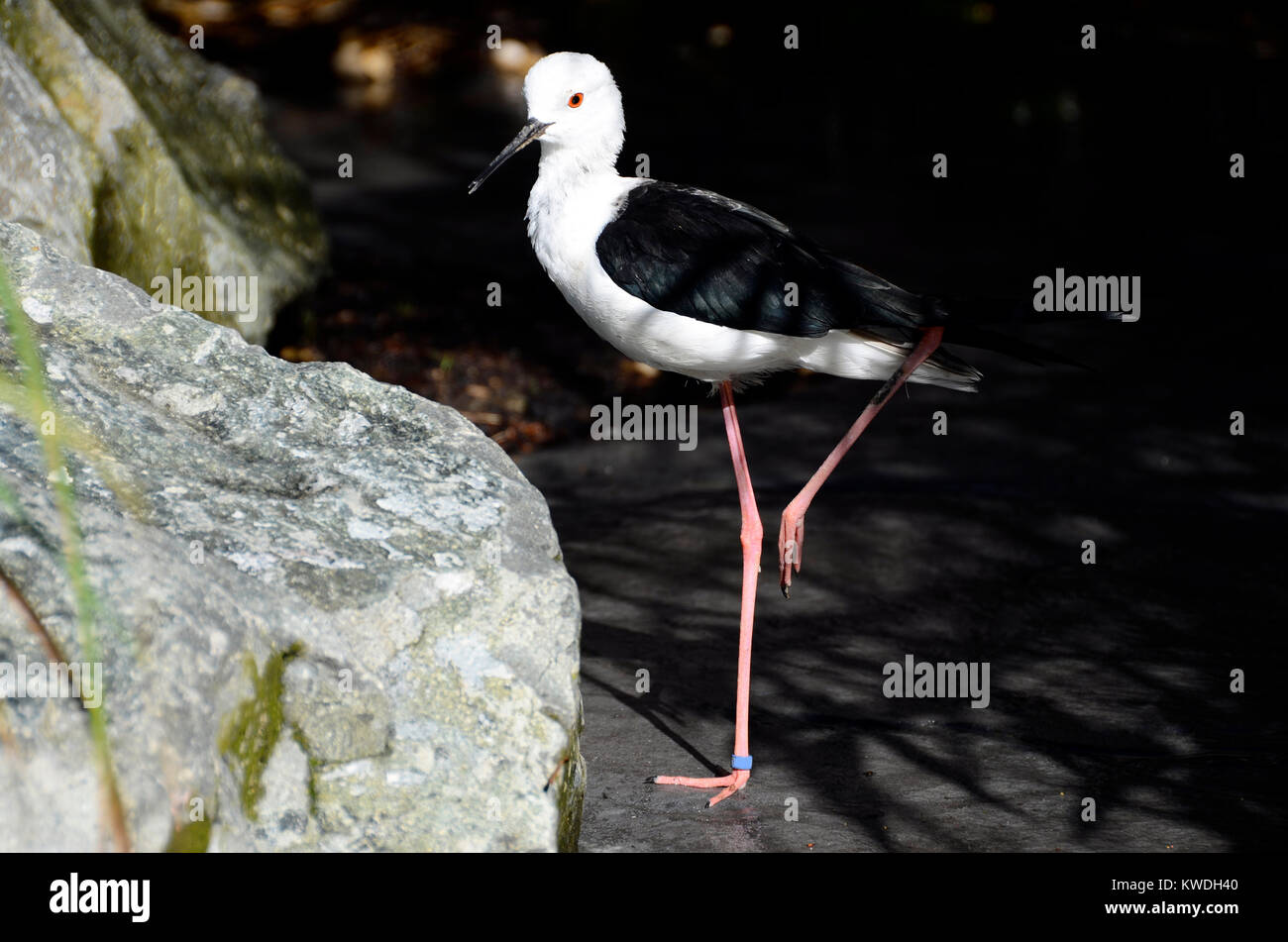 White stilt hi-res stock photography and images - Alamy