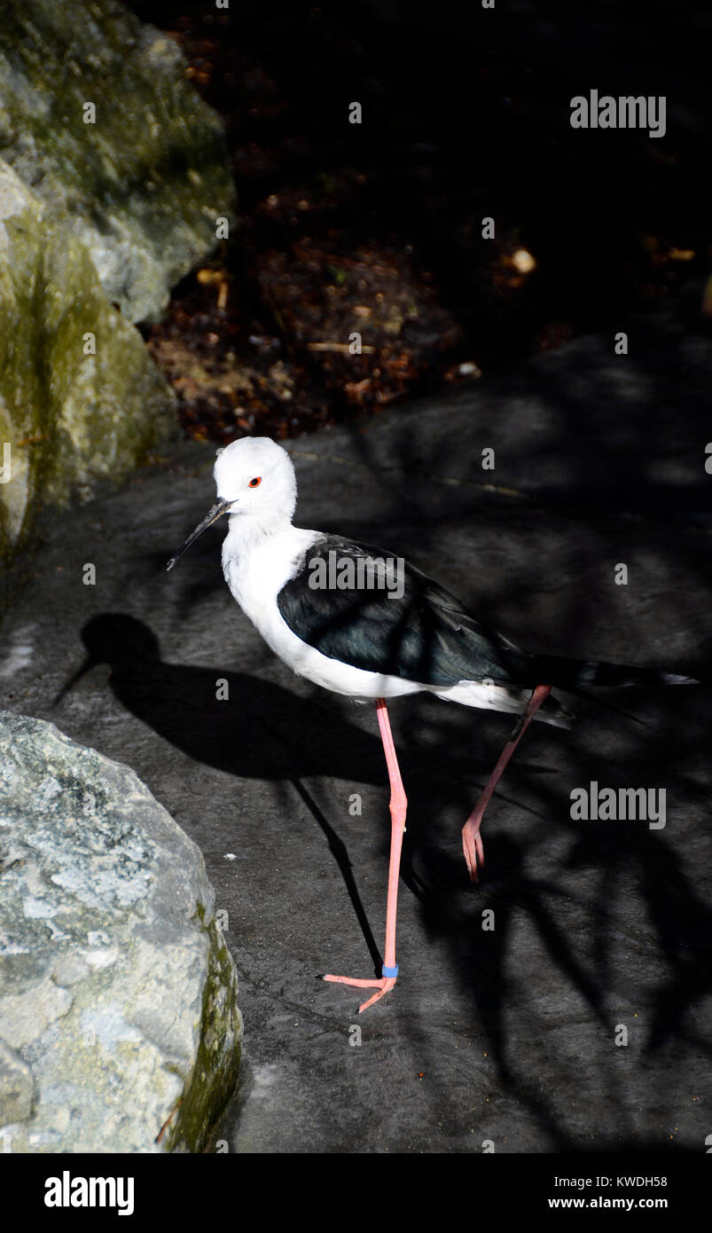 White stilt hi-res stock photography and images - Alamy