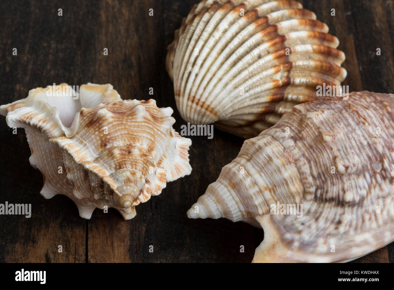 Seashells on a Table Stock Photo - Alamy