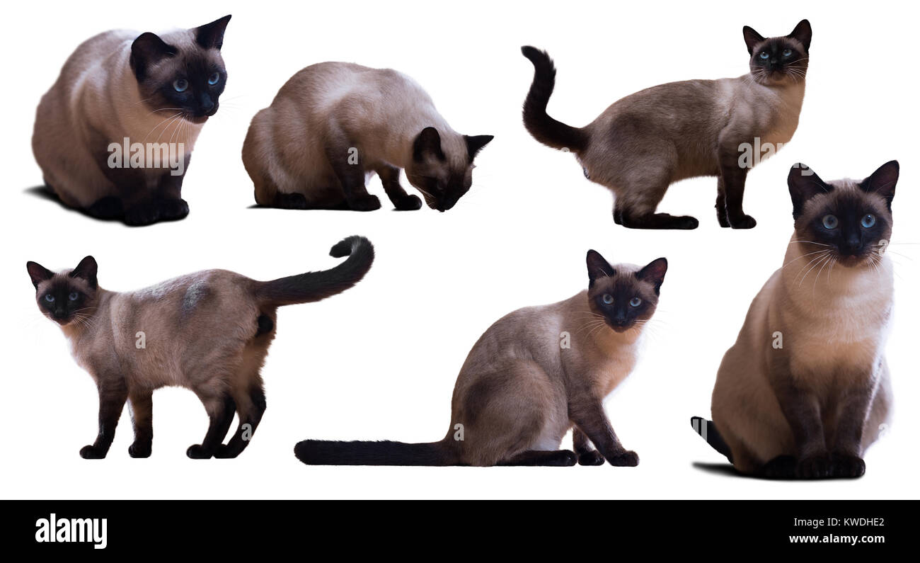 Set of Siamese cats on white background Stock Photo - Alamy
