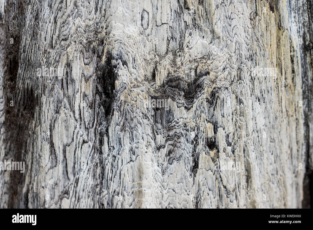 Taxodioxylon hi-res stock photography and images - Alamy