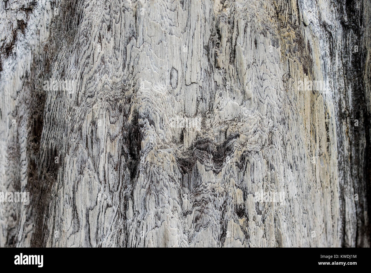 Taxodioxylon hi-res stock photography and images - Alamy