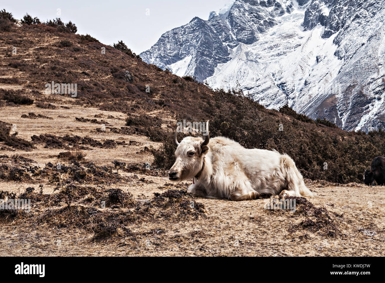 Yak and mountains on background, Everest region, Himalaya Stock Photo - Alamy