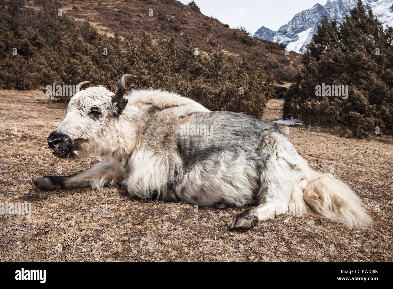 Yak and mountains on background, Everest region, Himalaya Stock Photo - Alamy