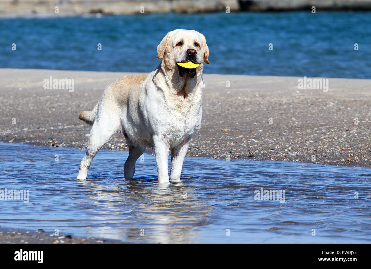 a yellow labrador playing at the sea in summer Stock Photo - Alamy
